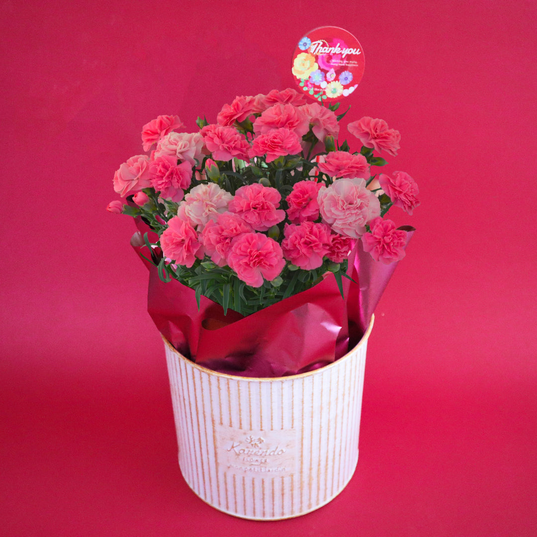 NEW!! – karendo online shop